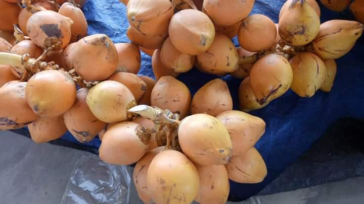 Product Details: Fresh king coconut