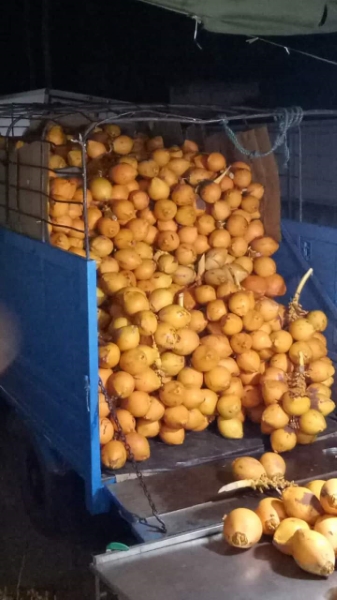 Product Details: Fresh king coconut