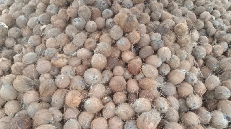 Product Details: Sri Lanka best quality coconut