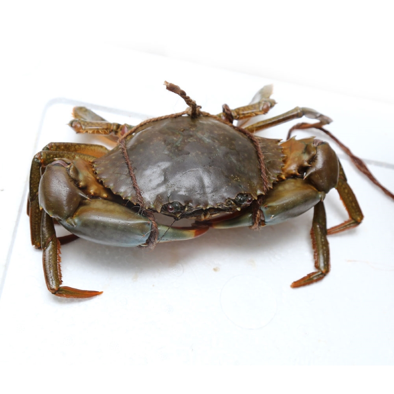 Product Details: Live Crab
