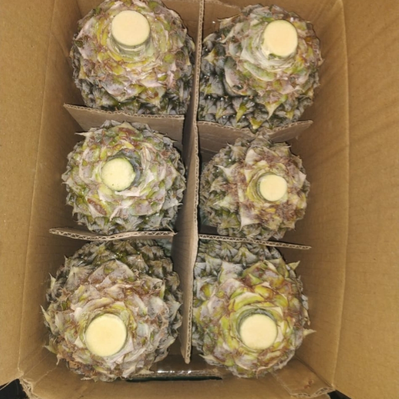 Product Details: Fresh pineapple for Export market