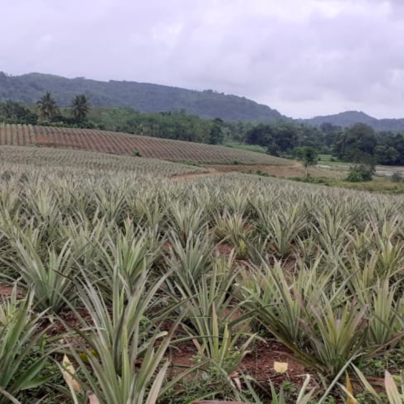 Product Details: Fresh pineapple for Export market