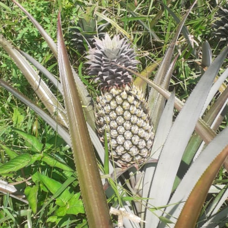 Product Details: Fresh pineapple for Export market