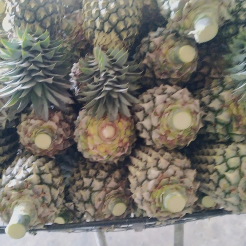 Product Details: Fresh pineapple for Export market