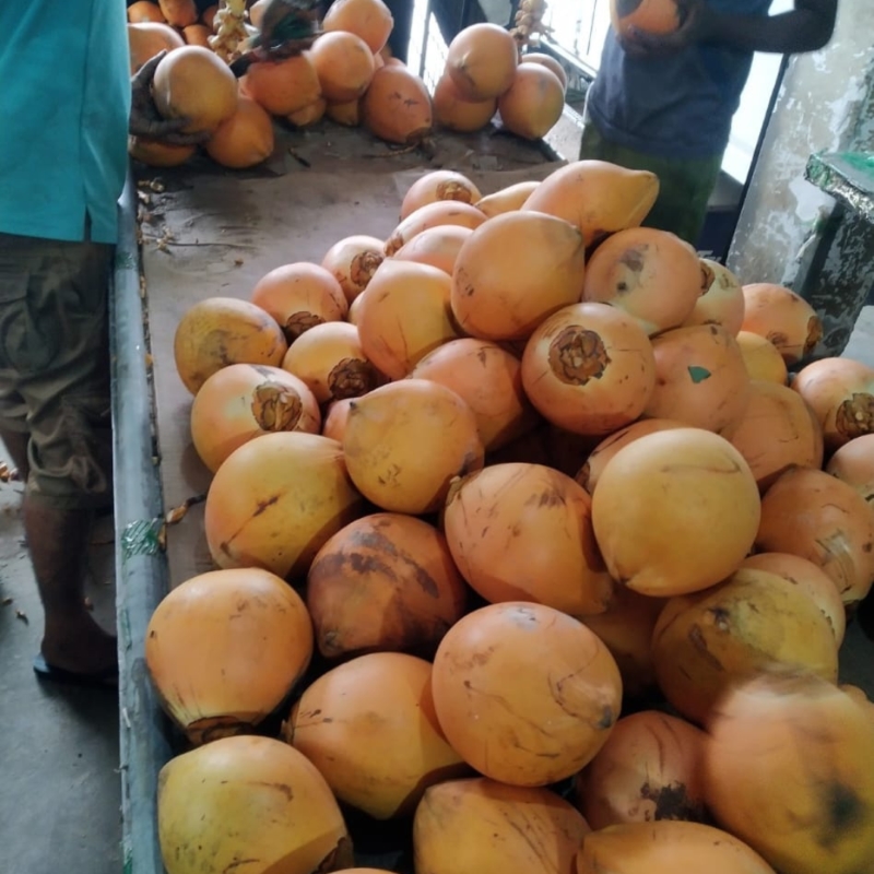 Product Details: Fresh King Coconut for Export market