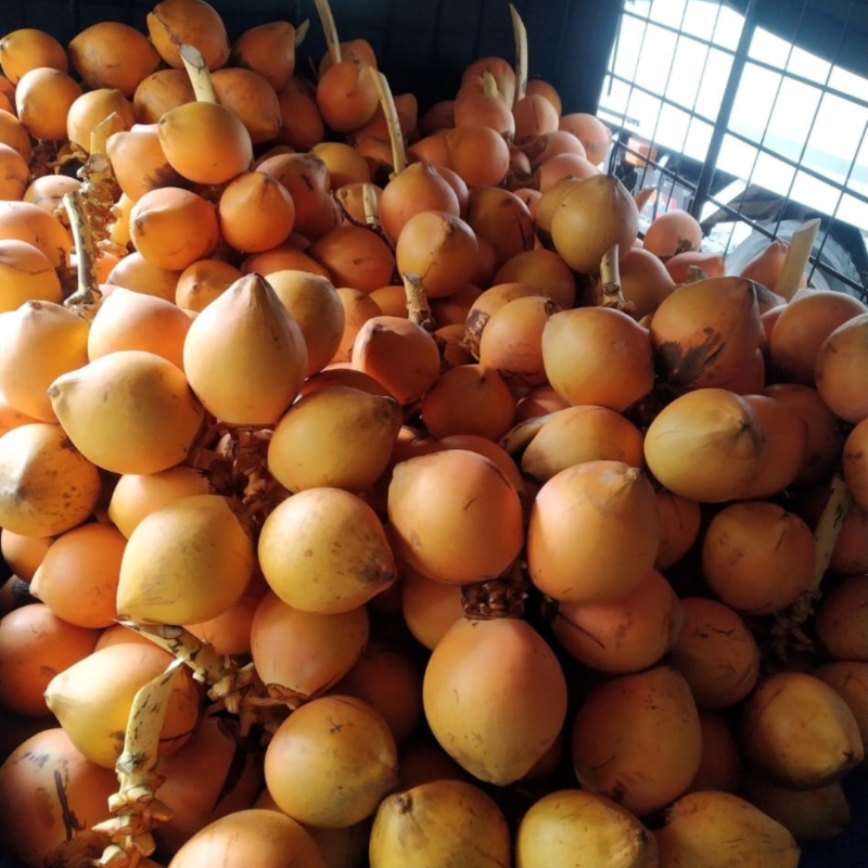 Product Details: Fresh King Coconut for Export market