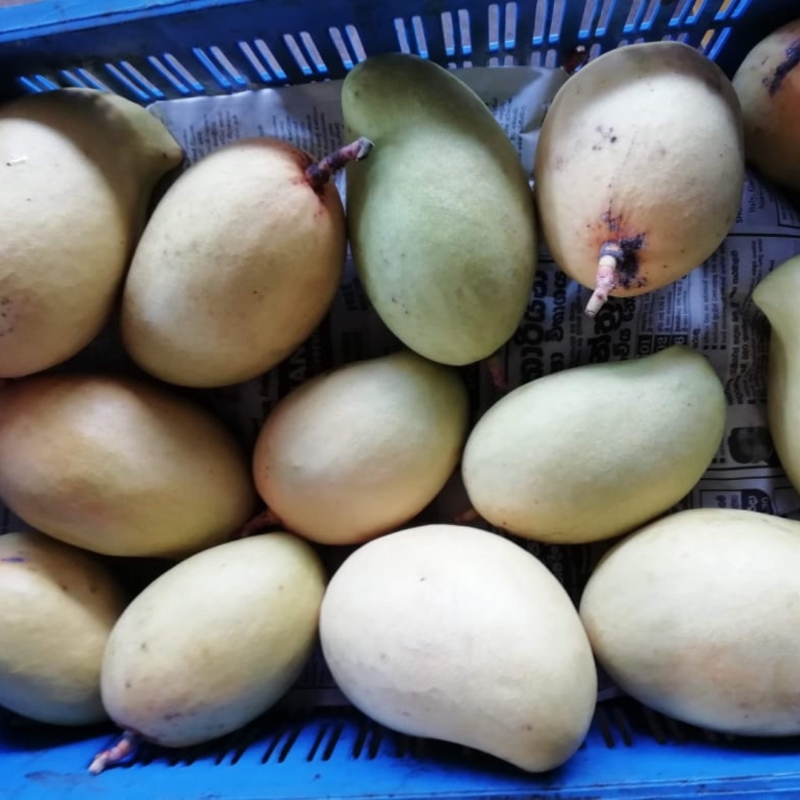 Product Details: Fresh TJC Mango for Export market
