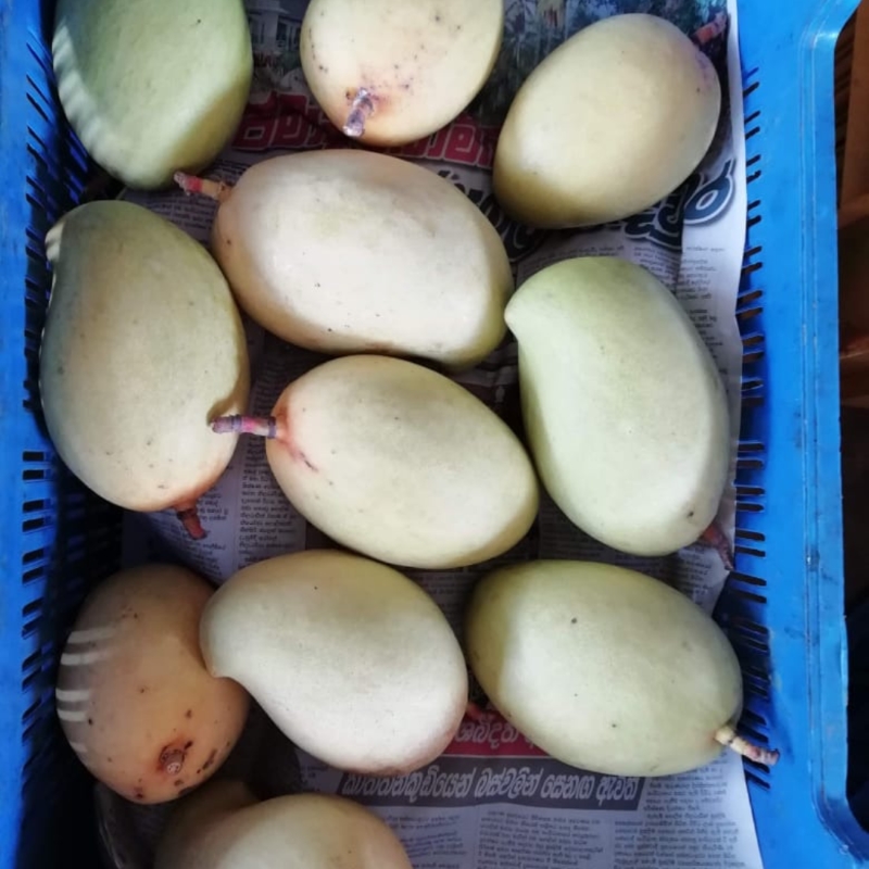 Product Details: Fresh TJC Mango for Export market
