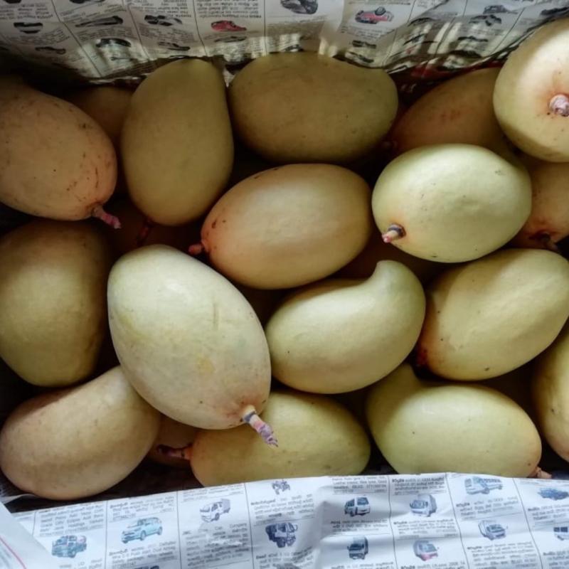Product Details: Fresh TJC Mango for Export market