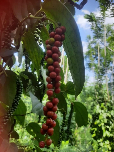 Product Details: Ceylon Black & White Pepper