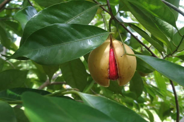 Product Details: Ceylon Nutmeg & Mace