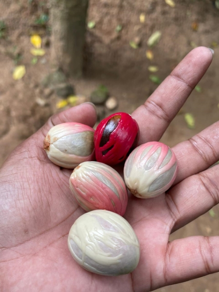Product Details: Ceylon Nutmeg & Mace