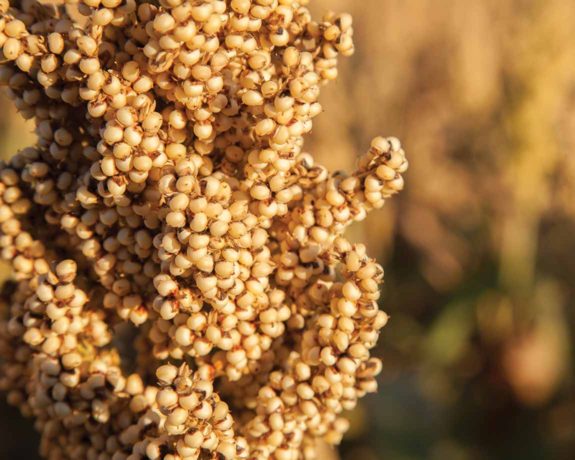 Product Details: Sorghum