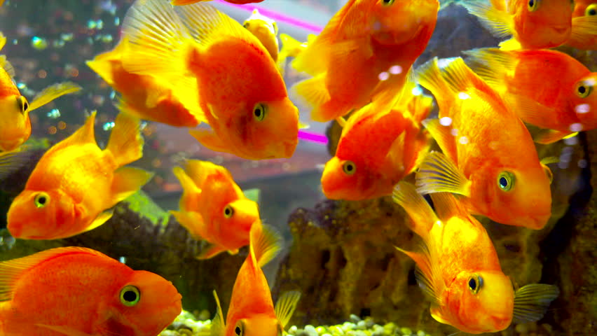 Product Details: Freshwater Live Aquarium Fish Gold Fish