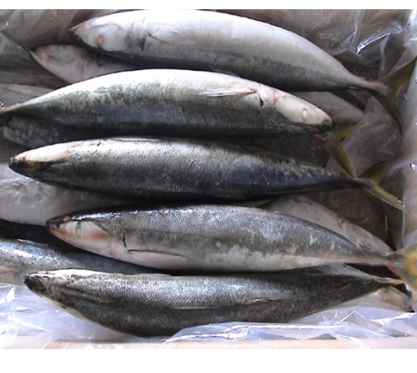 Product Details: Seafood Frozen Fresh Pacific Mackerel Fish