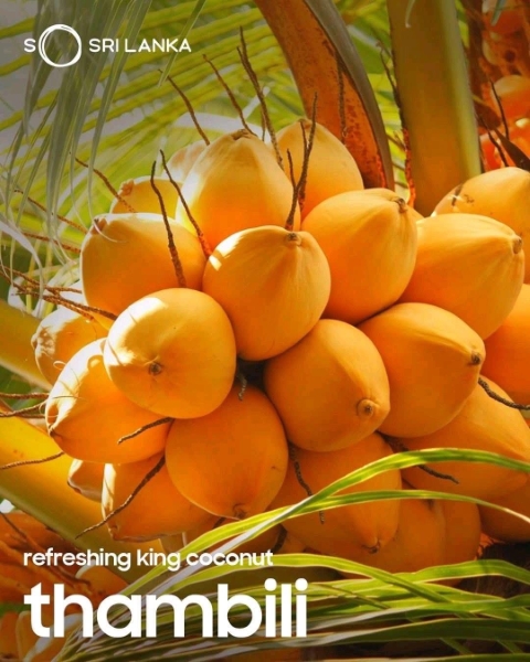 Product Details: 🥥 Fresh King Coconuts for Export – Wholesale Orders ...
