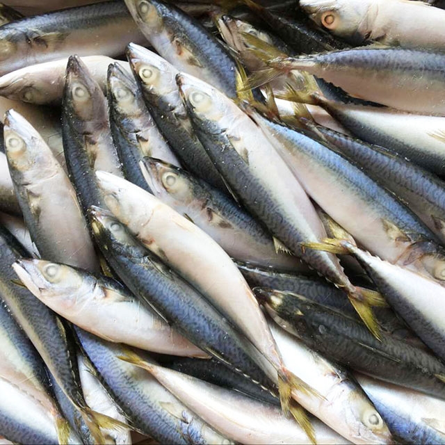 Product Details: Seafrozen Sardine Fish