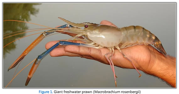 Product Details: Giant Freshwater Prawn, Prawns grow in the clean open ...