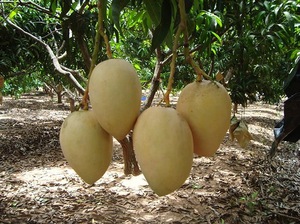 Product Details: Alphonso Mango (Sri Lankan TJC variety)