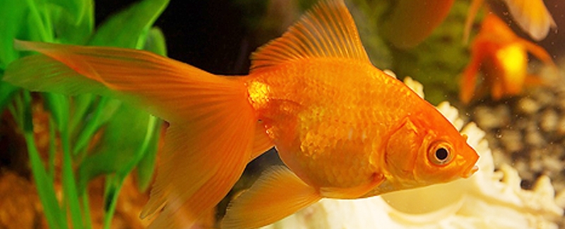 Seller Profile: Haritha Fish Farm