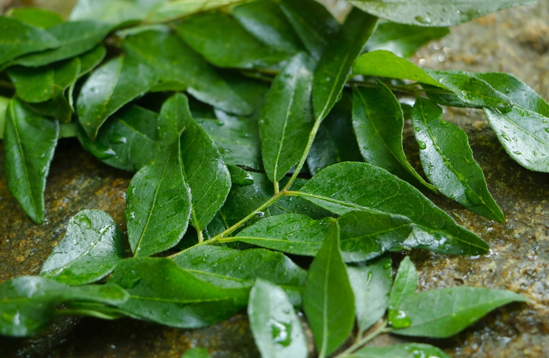 Seller Profile: Ceylon Herbals