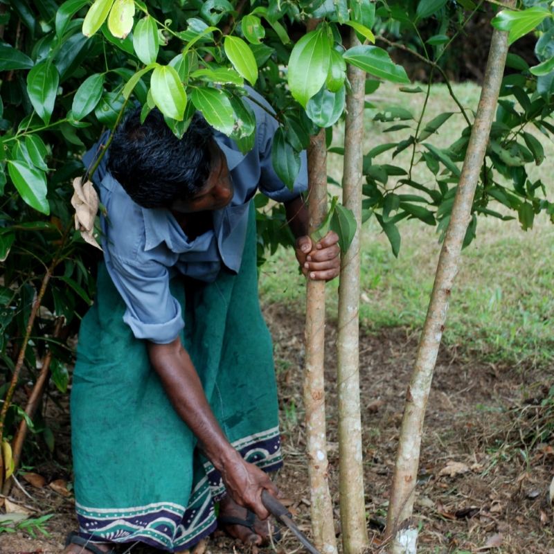 Product Details: Ceylon True Cinnamon. Ceylon Cinnamon (cinnamomum ...