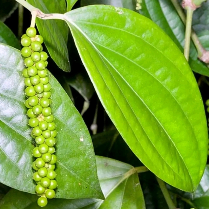 Product Details: Ceylon Black Pepper Seeds
