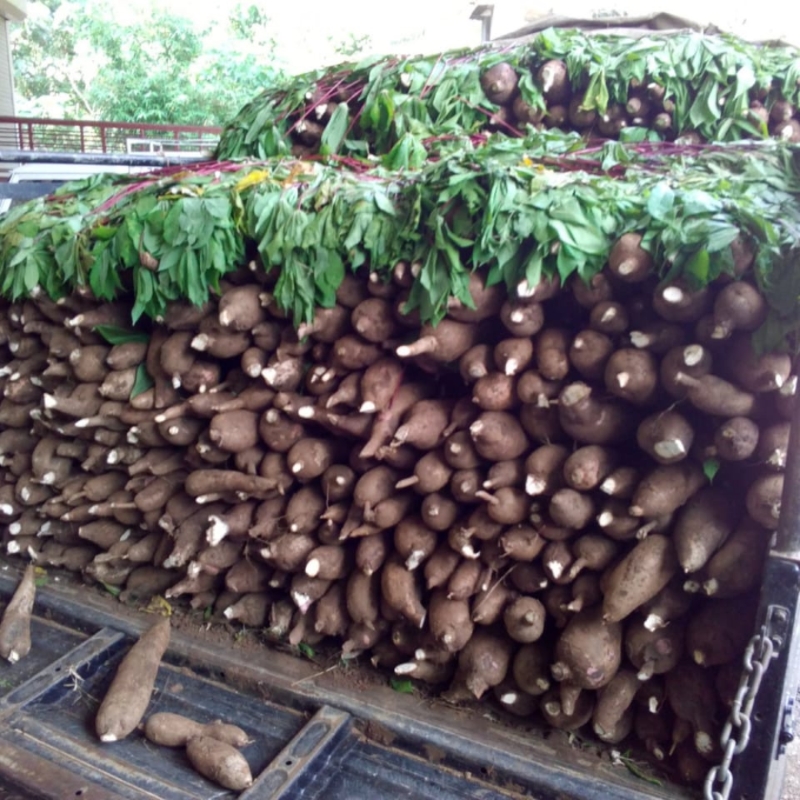 Product Details: Fresh Tapioca (Manioc) for Export market