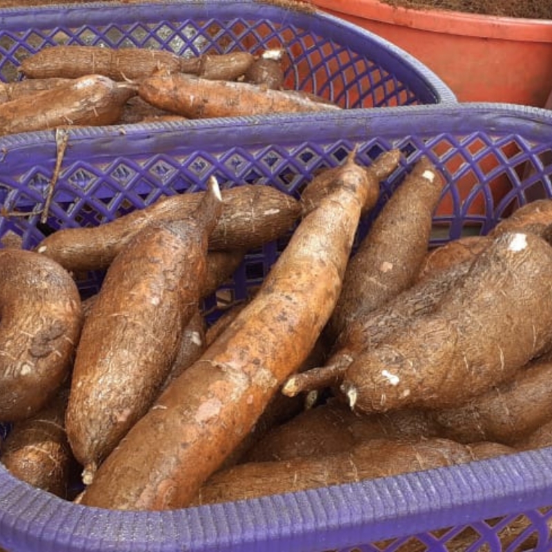 Product Details: Fresh Tapioca (Manioc) for Export market